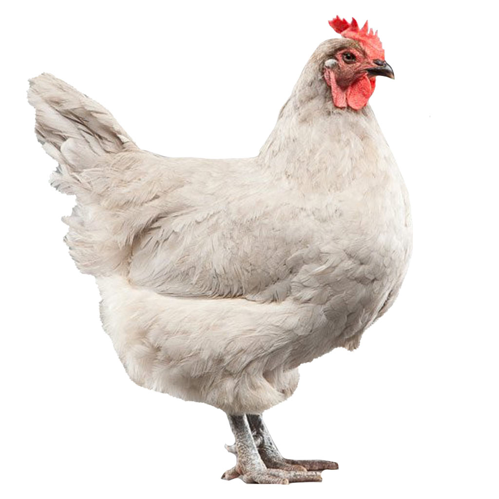 FREY'S READY TO LAY - LAVENDER ORPINGTON [PULLETS] | MB Country Living